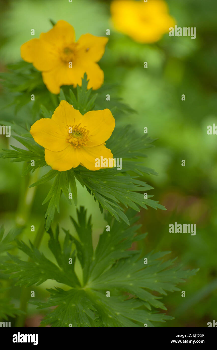 Trollius japonicus, known locally as Shinanokinbai, flowering on Mount ...
