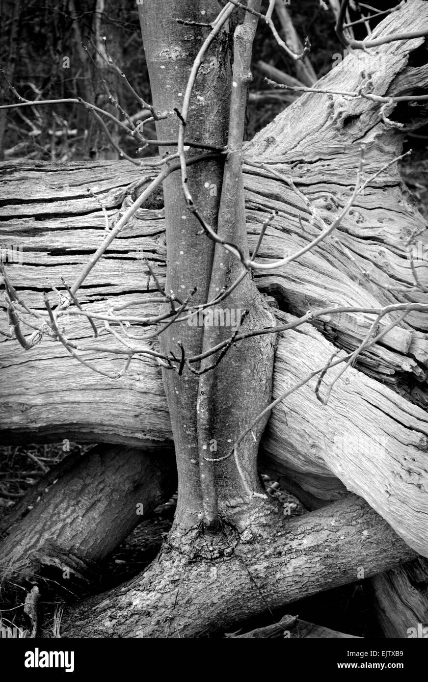 Rotten stump Black and White Stock Photos & Images - Alamy