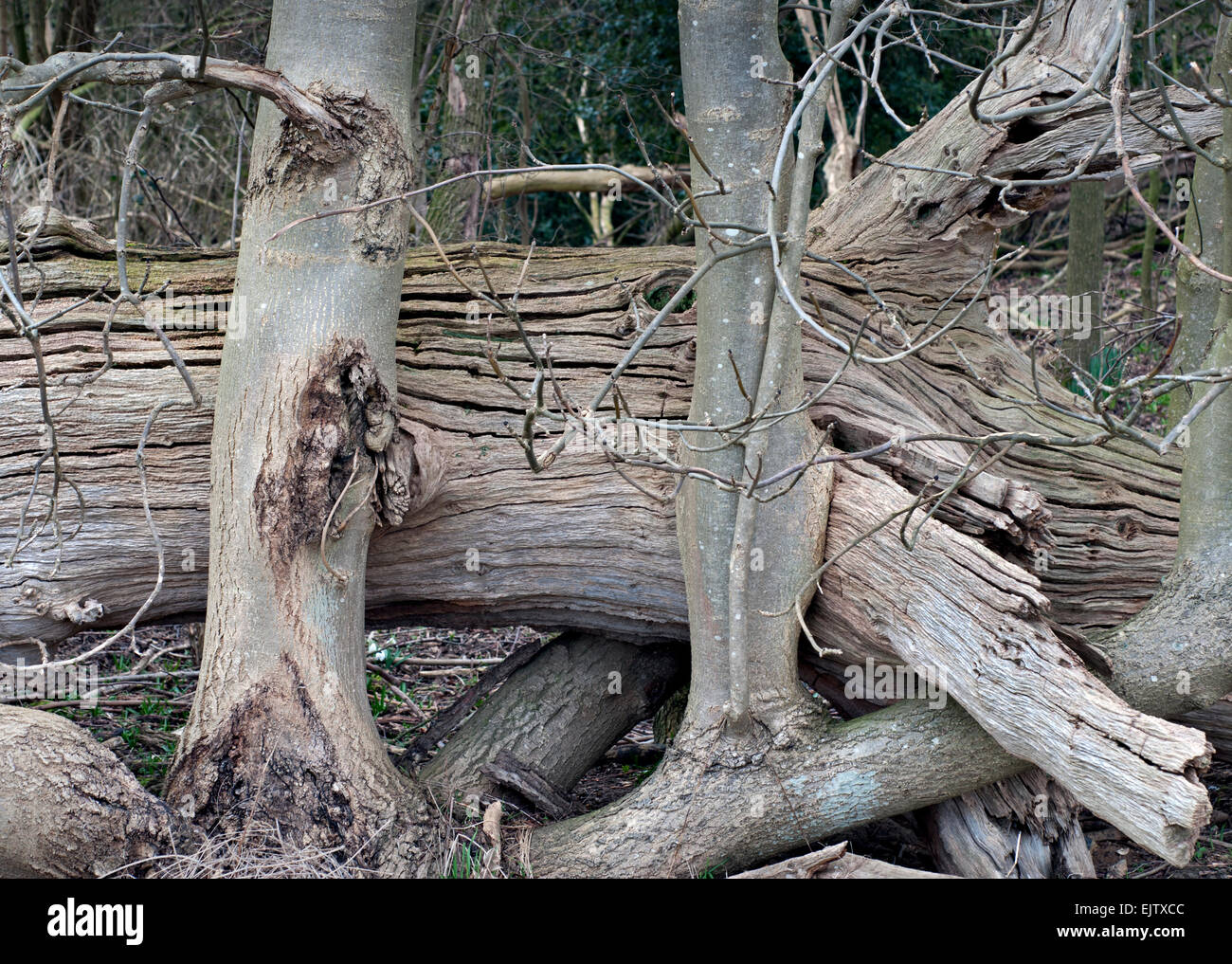 Dead hedge fence hi-res stock photography and images - Alamy