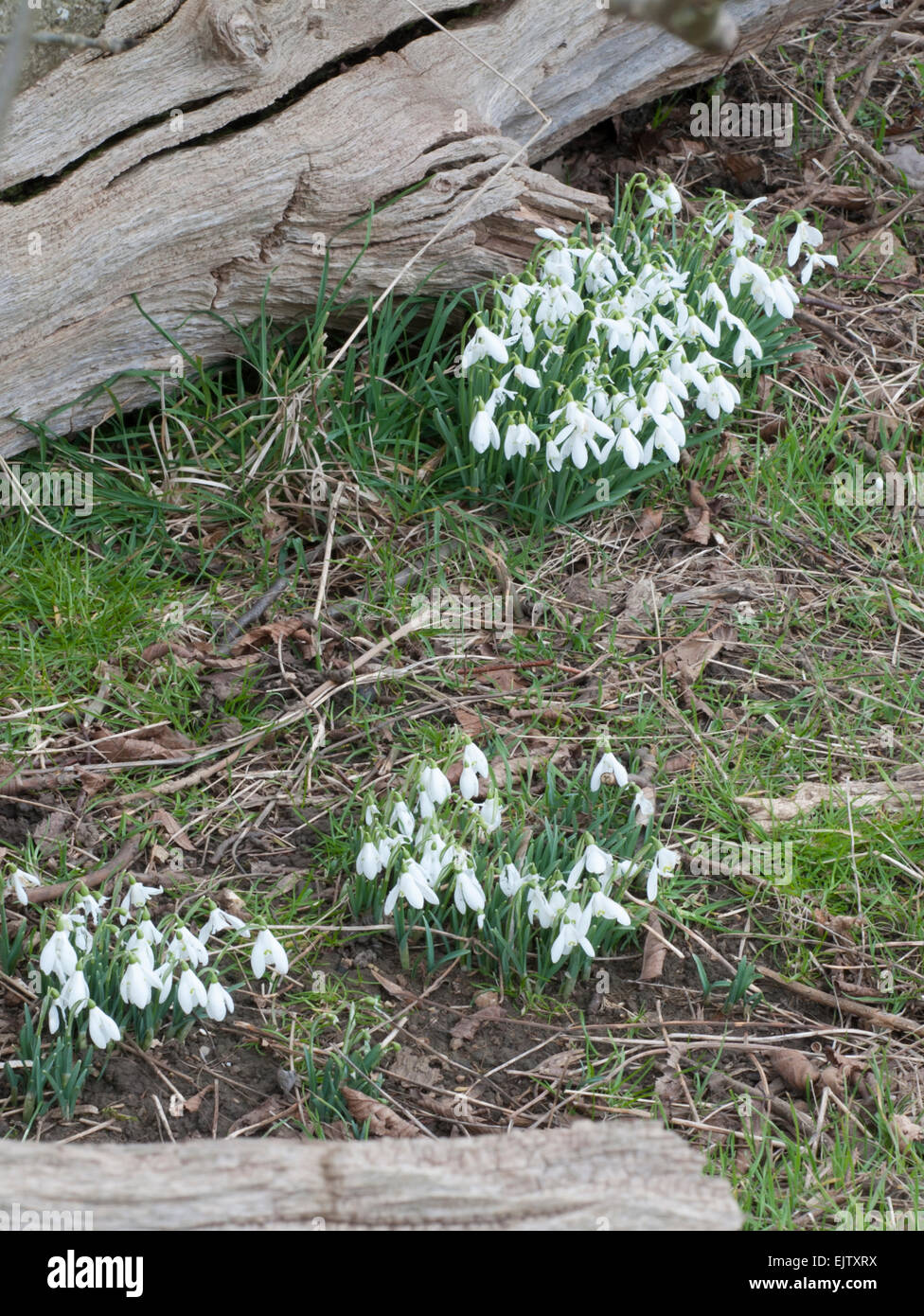 Under rotting log hi-res stock photography and images - Alamy