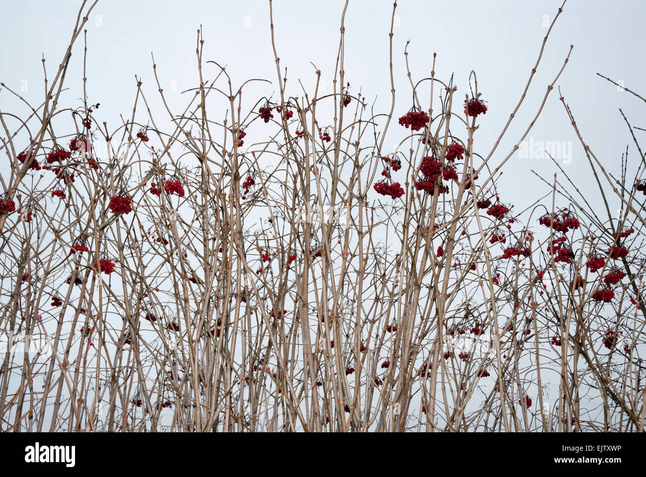 Rowan berries bush English countryside Stock Photo - Alamy