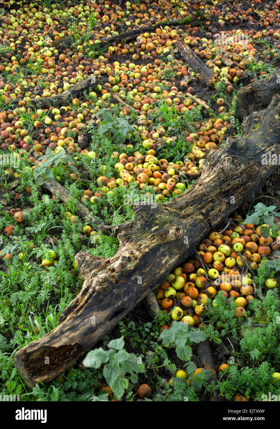 Wind fall crab apples Stock Photo - Alamy