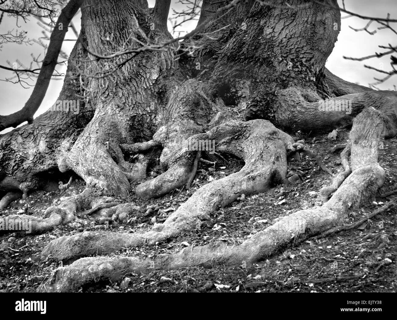 Tree roots Black and White Stock Photos & Images - Alamy