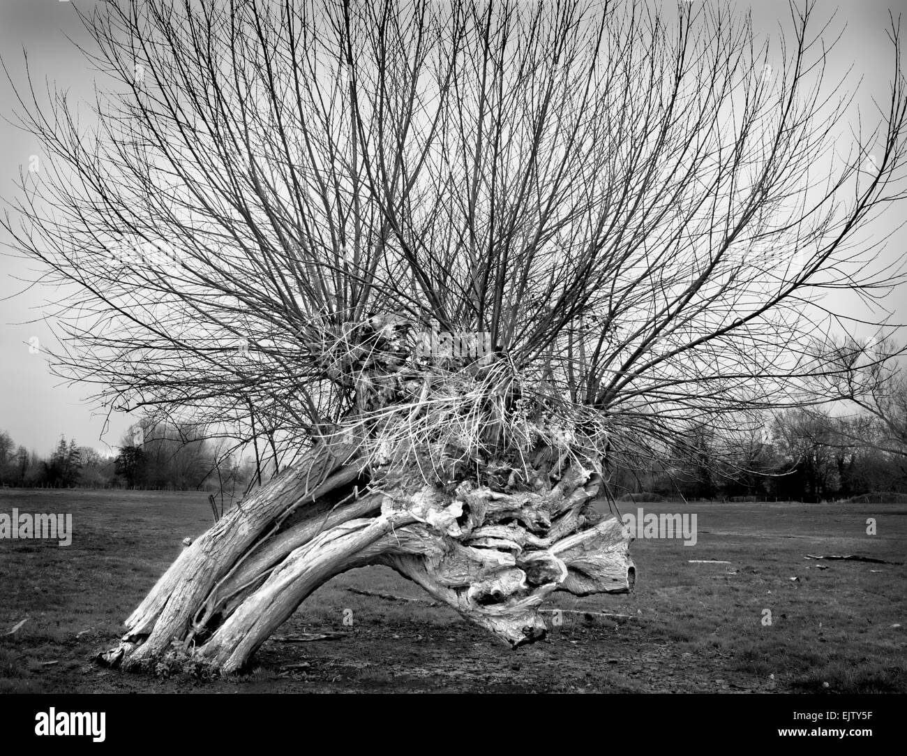 Pollarded willow tree stump Stock Photo - Alamy