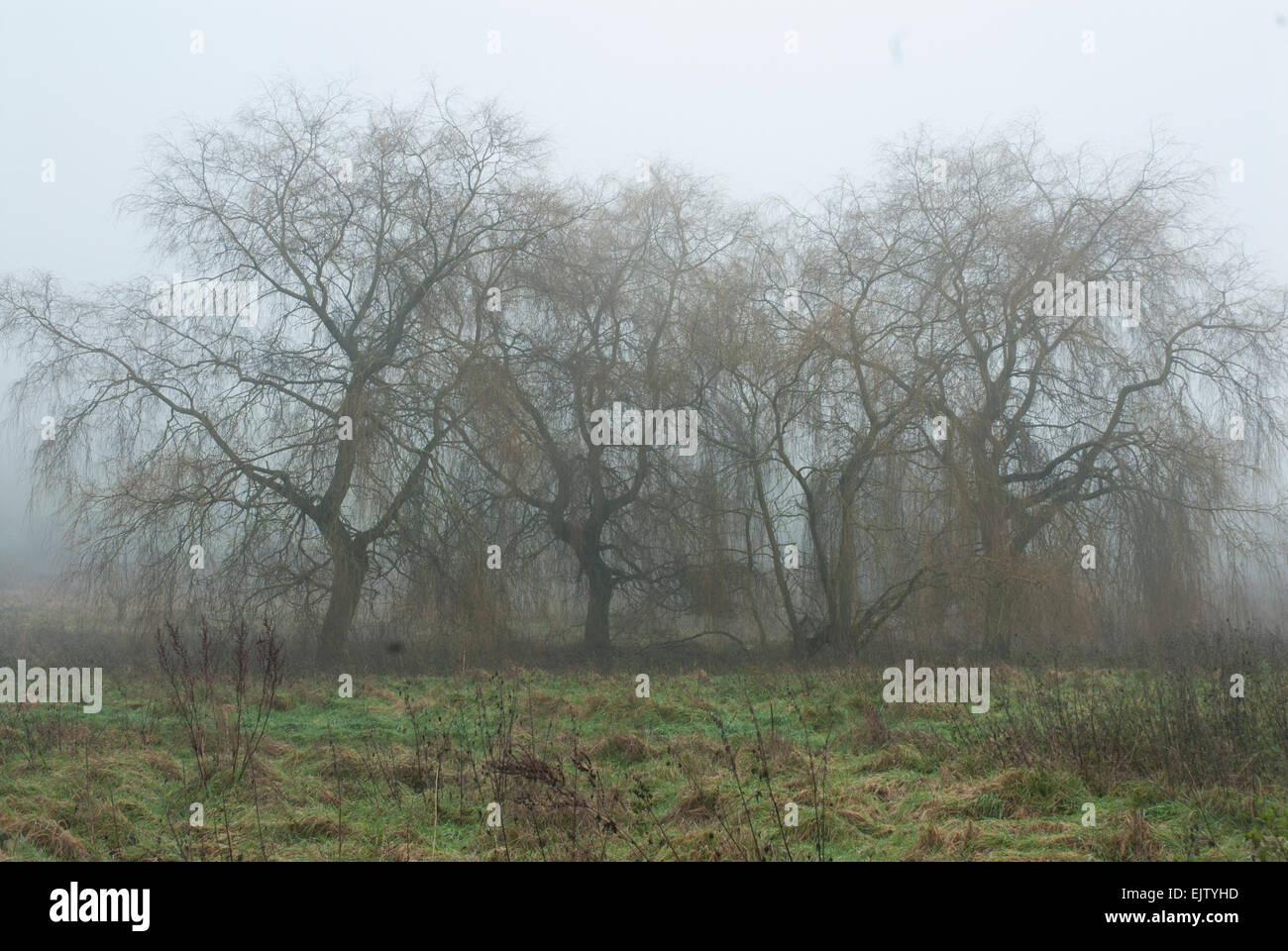 Willow trees in mist on River Chess flood plane Stock Photo - Alamy