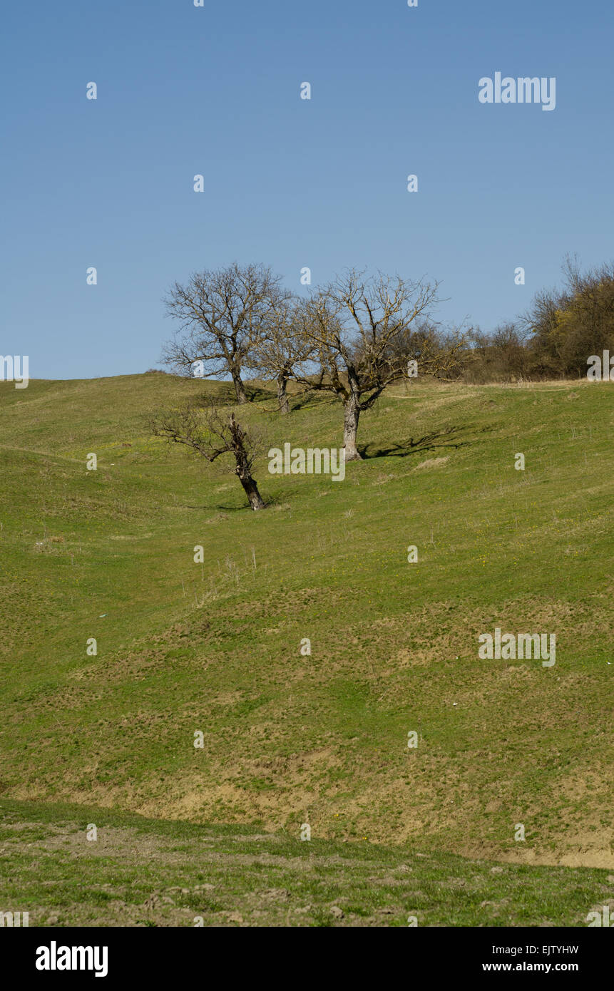 landscape, three tree, trees, tree, green, field, blue sky, village ...