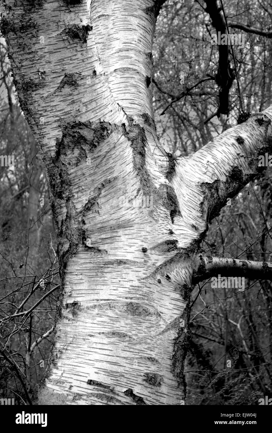 By birch Black and White Stock Photos & Images - Alamy