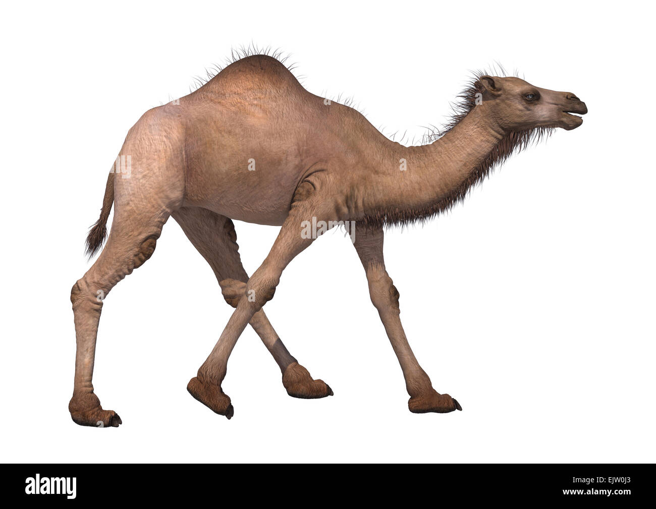 3D digital render of a running camel isolated on white background Stock ...