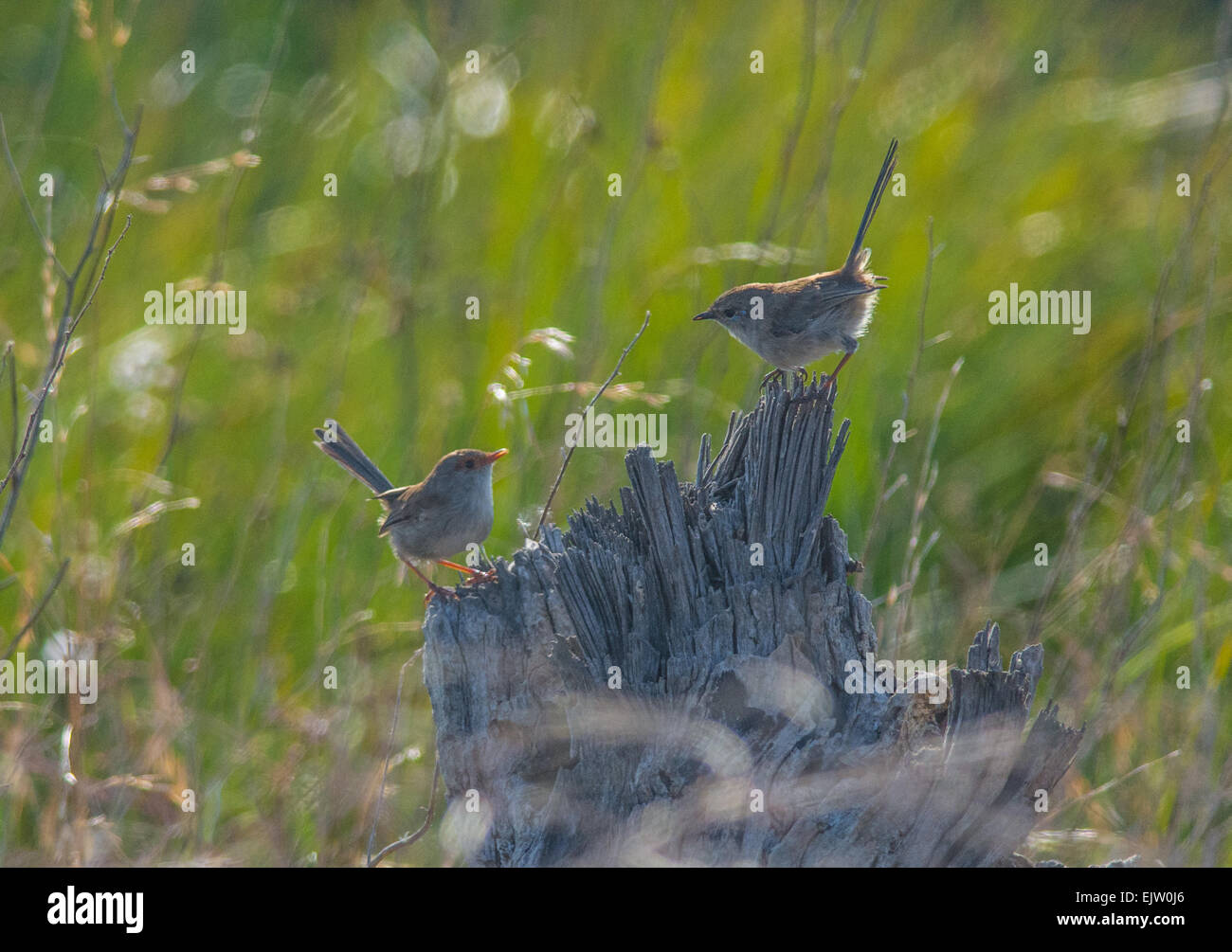 Superb Fairy Wrens Stock Photo - Alamy