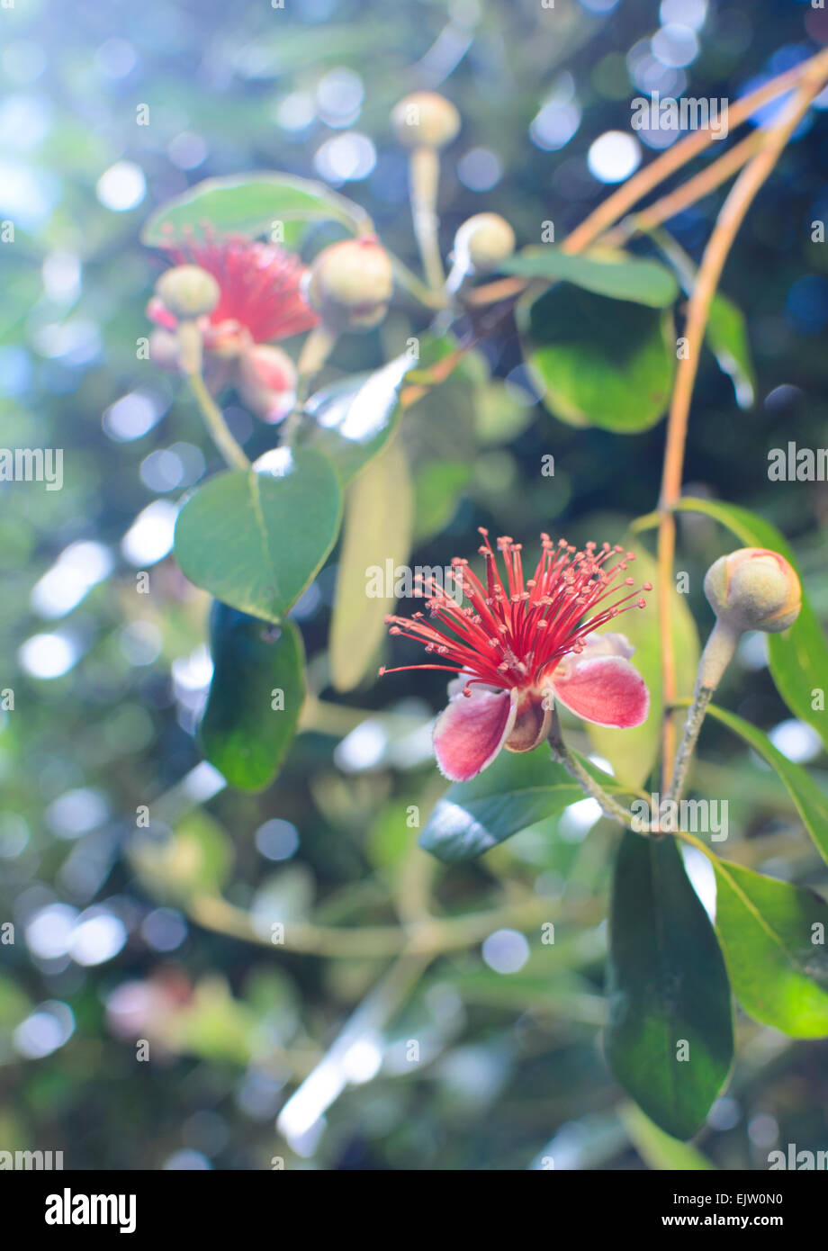 Flower of feijoa tree Stock Photo - Alamy