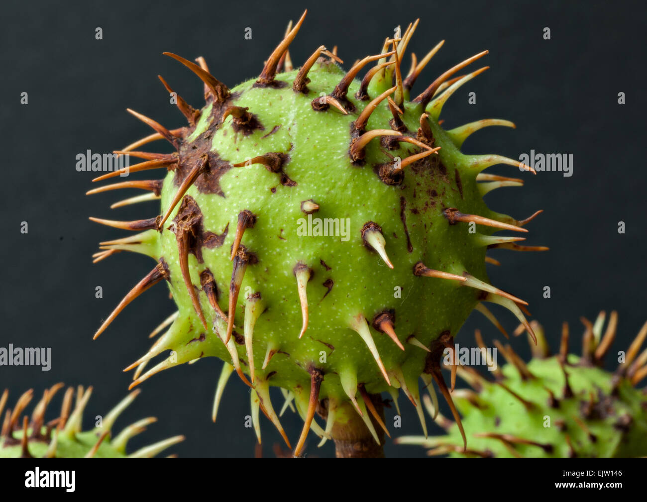 Spiky Horse chestnut pod Stock Photo - Alamy