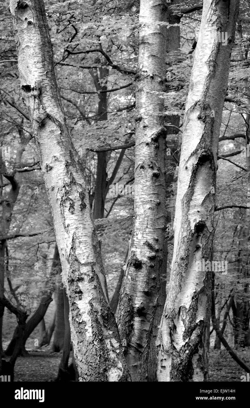 Tree trunks standing or fallen Black and White Stock Photos & Images ...