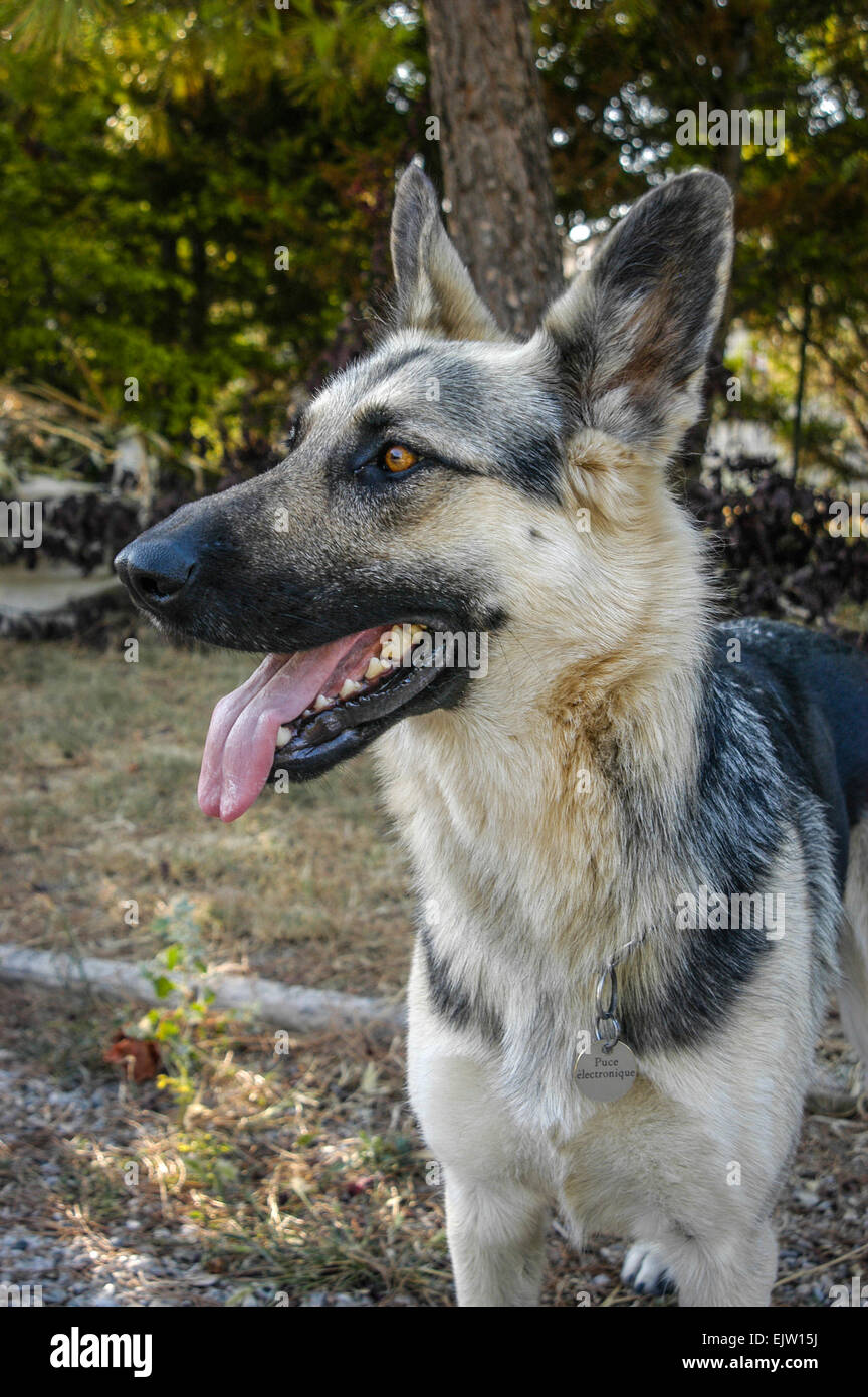Alsatian dog german shepherd hi-res stock photography and images - Alamy