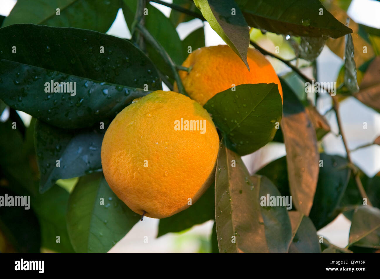 Oranges with water droplets on a tree Stock Photo - Alamy