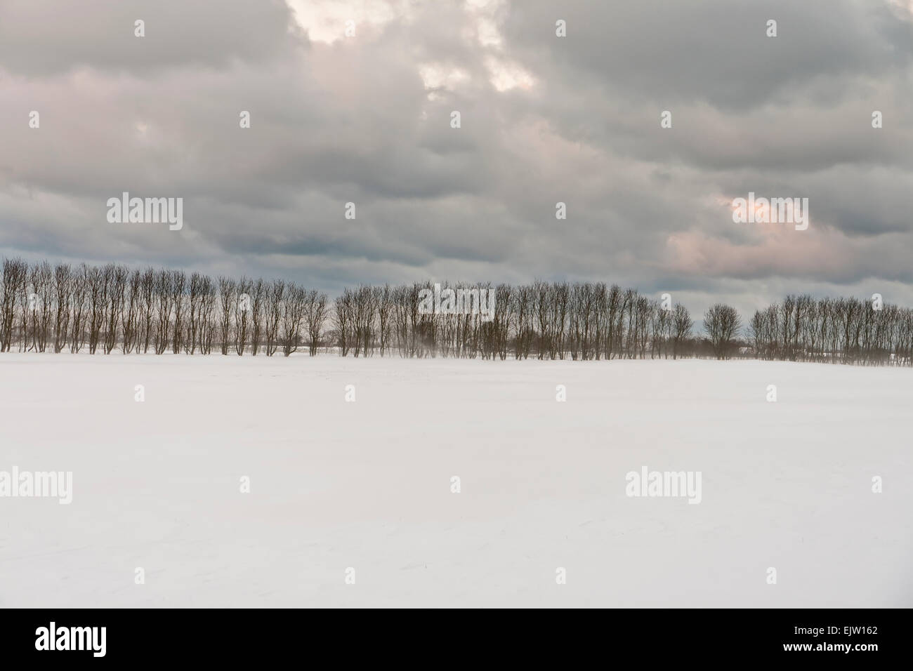 Row of trees in the snow under a grey sky Stock Photo - Alamy