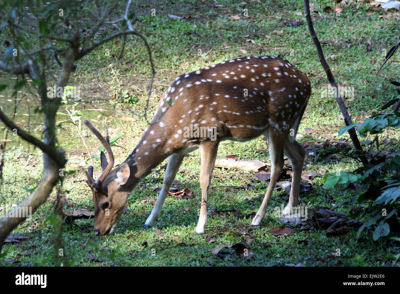 Spotted Deer, Chital, Axis Axis Stock Photo - Alamy