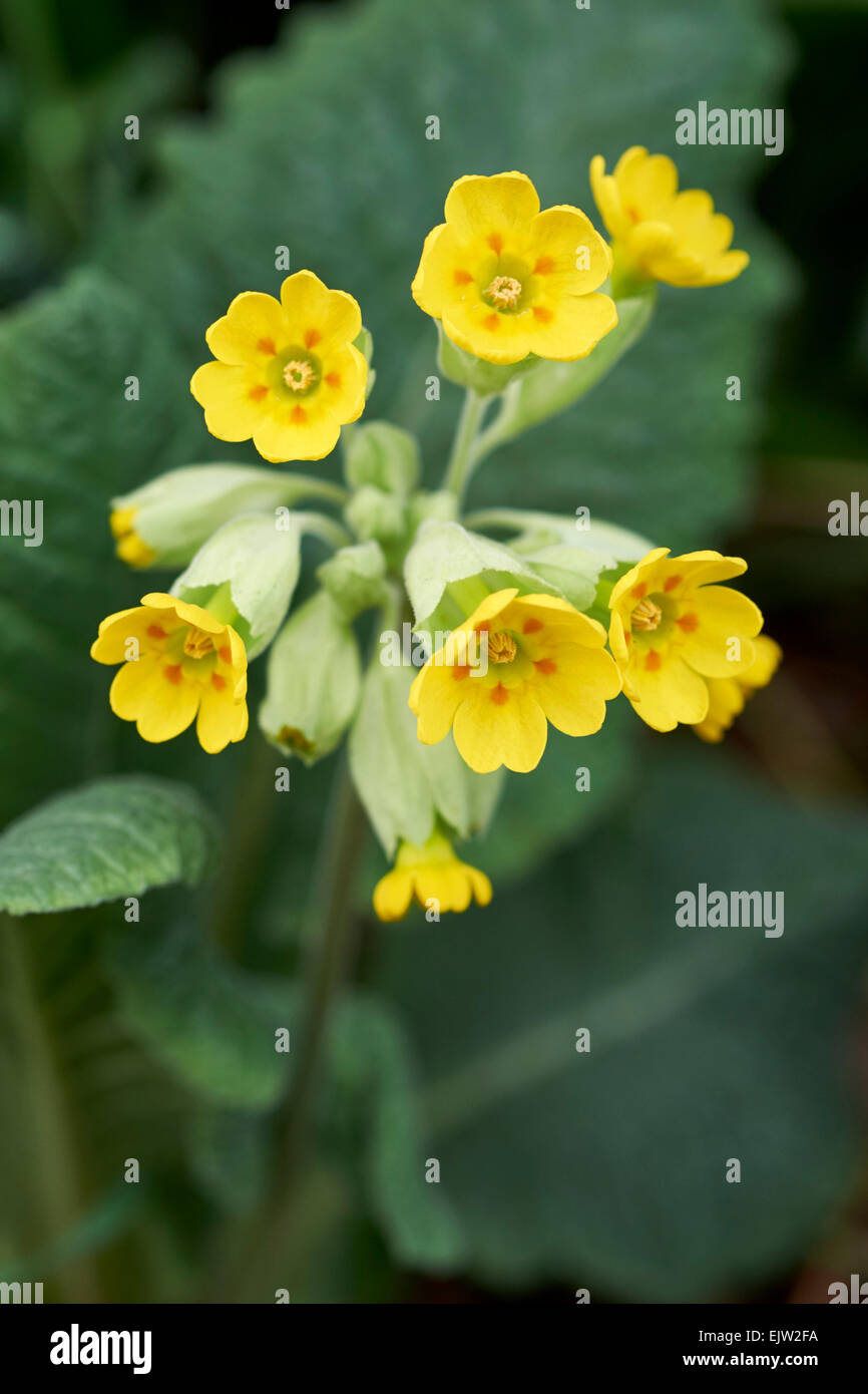 Cowslip (Primula veris Stock Photo - Alamy