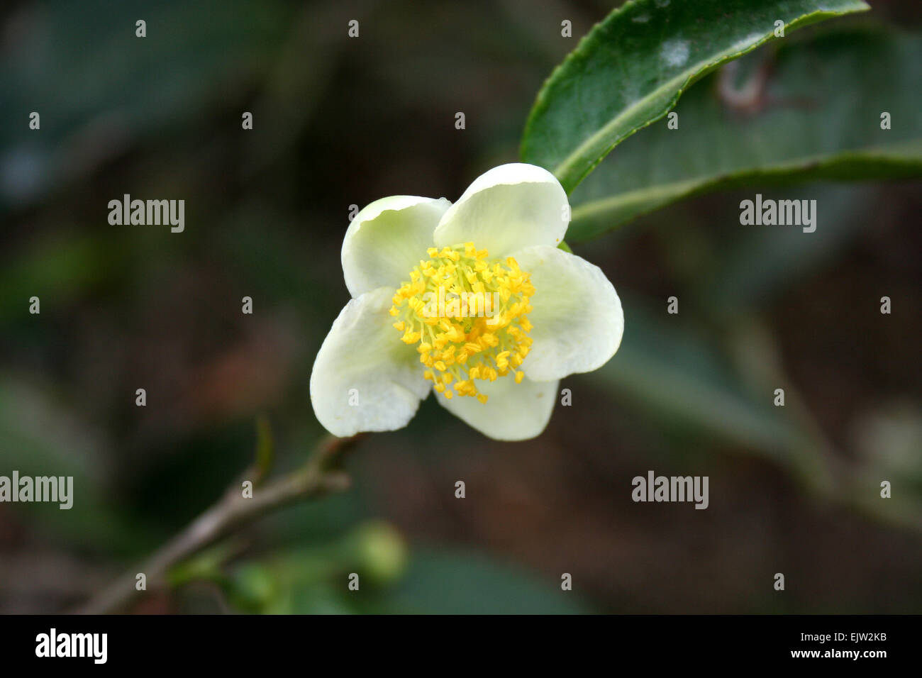 Tea plant hi-res stock photography and images - Alamy