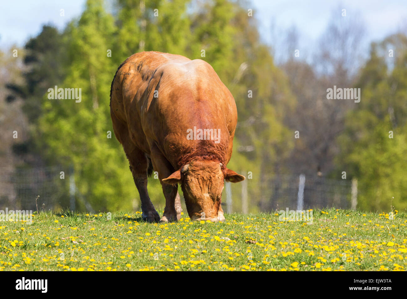 Grazing flower hi-res stock photography and images - Alamy