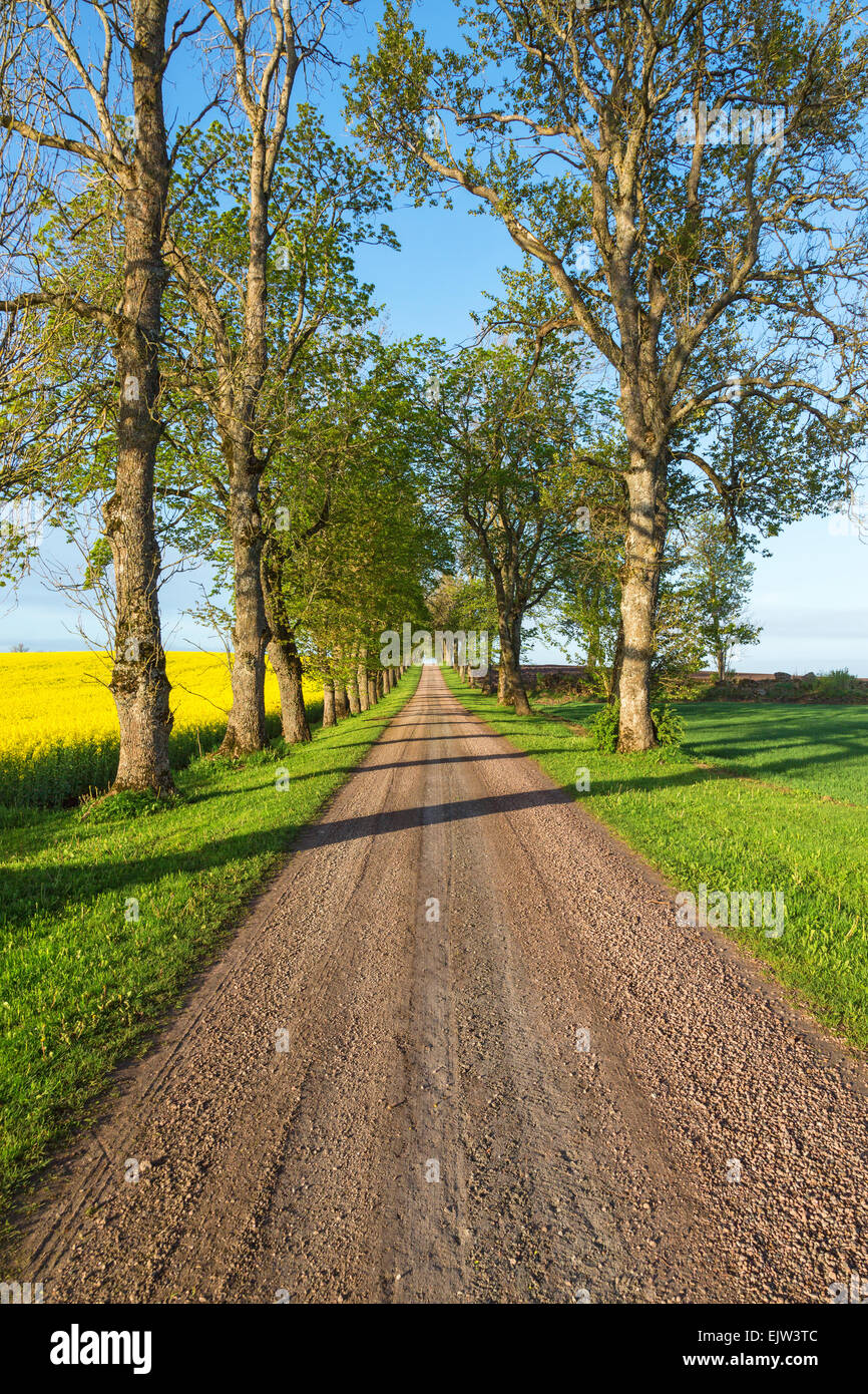 Tree alley through rural landscapes Stock Photo - Alamy