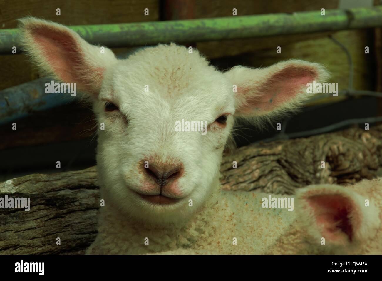 Smiley lamb hi-res stock photography and images - Alamy