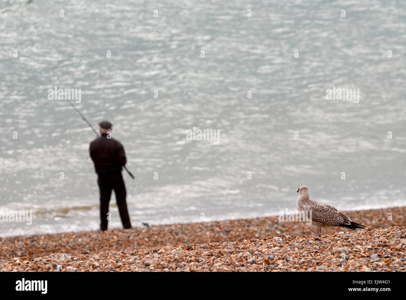 Man Sea Fishing From Beach With Seagull Watching Stock Photo - Alamy