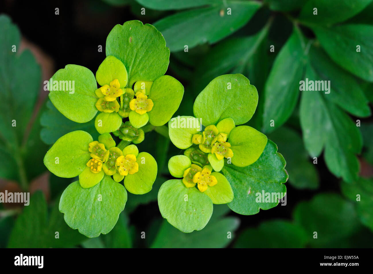 Opposite-leaved Golden saxifrage (Chrysosplenium oppositifolium) in ...