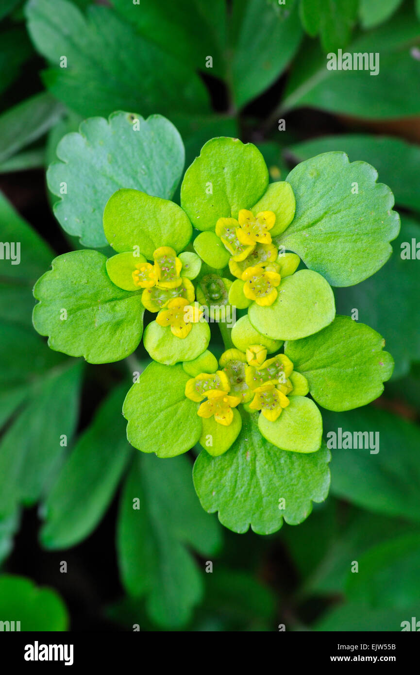 Opposite-leaved Golden saxifrage (Chrysosplenium oppositifolium) in ...