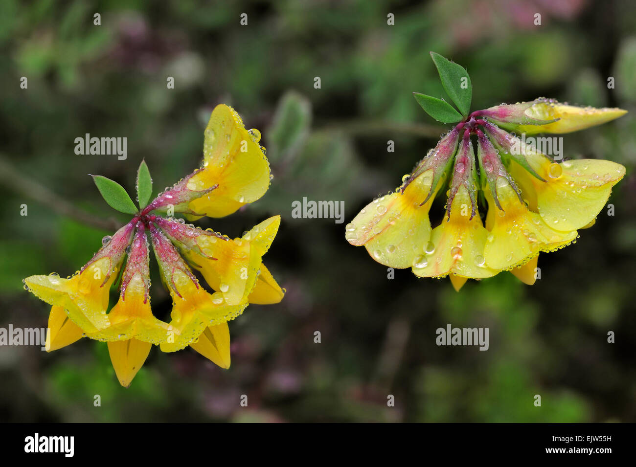 Horseshoe vetch (Hippocrepis comosa) in flower Stock Photo - Alamy