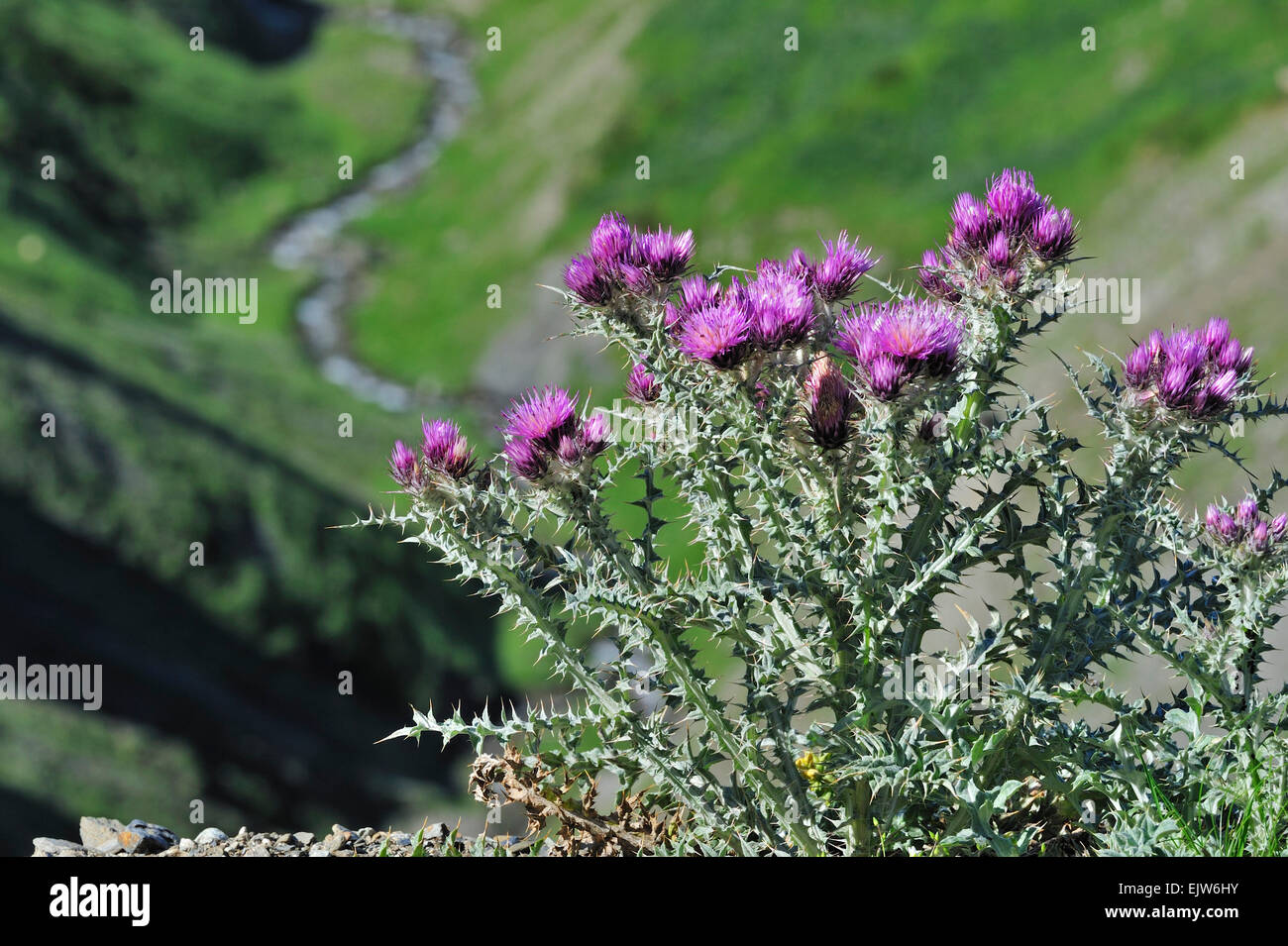 Purple pyrenees spain wildflower hi-res stock photography and images ...