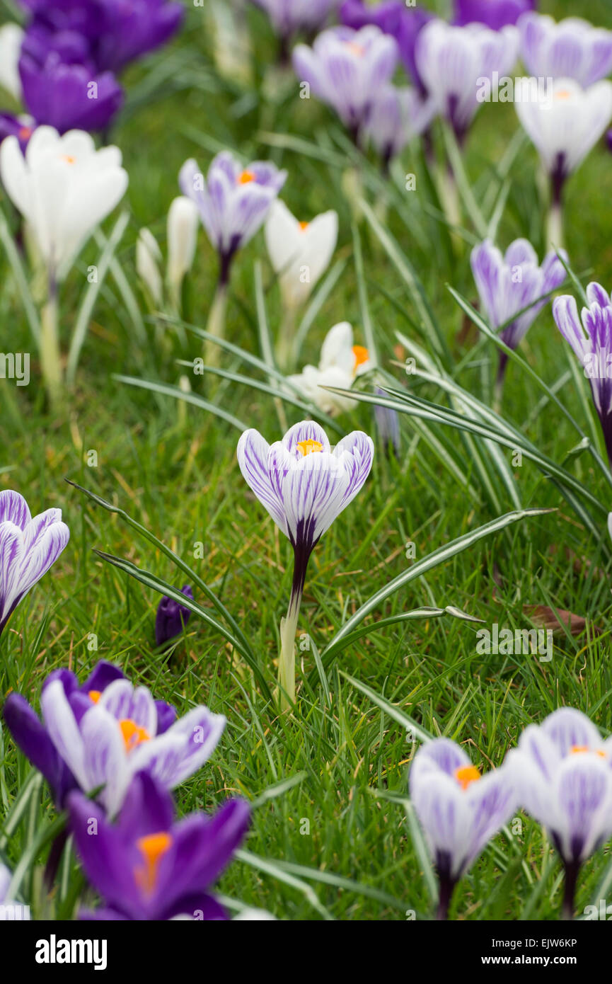 Crocus lawn hi-res stock photography and images - Alamy