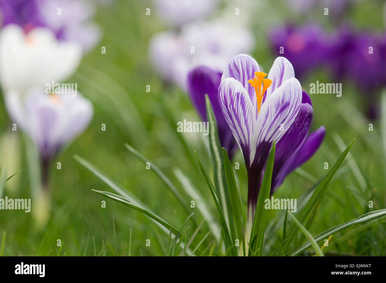 Crocus lawn hi-res stock photography and images - Alamy