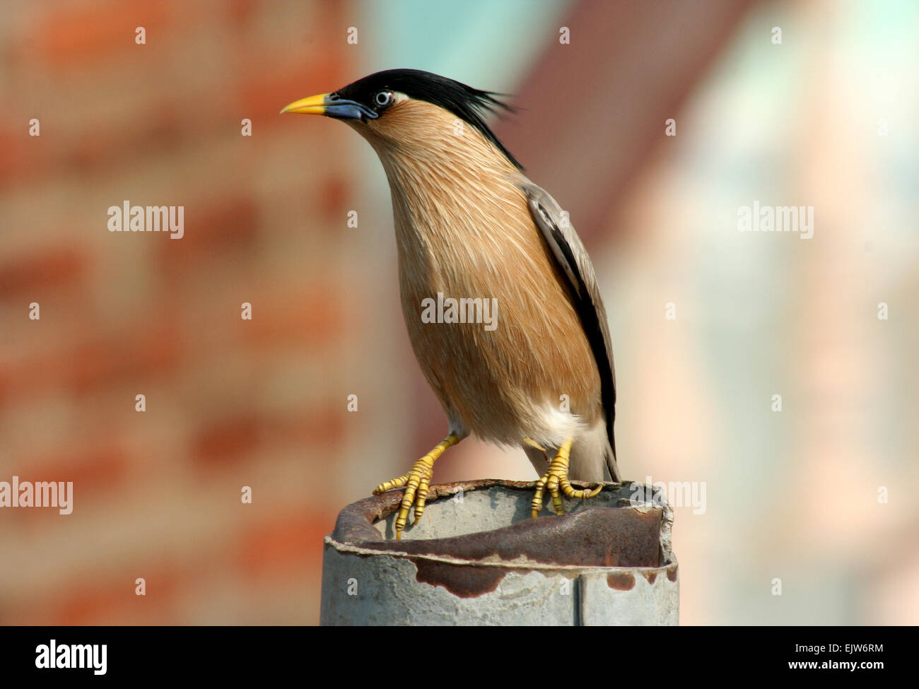 Sturnus pagodarum hi-res stock photography and images - Alamy
