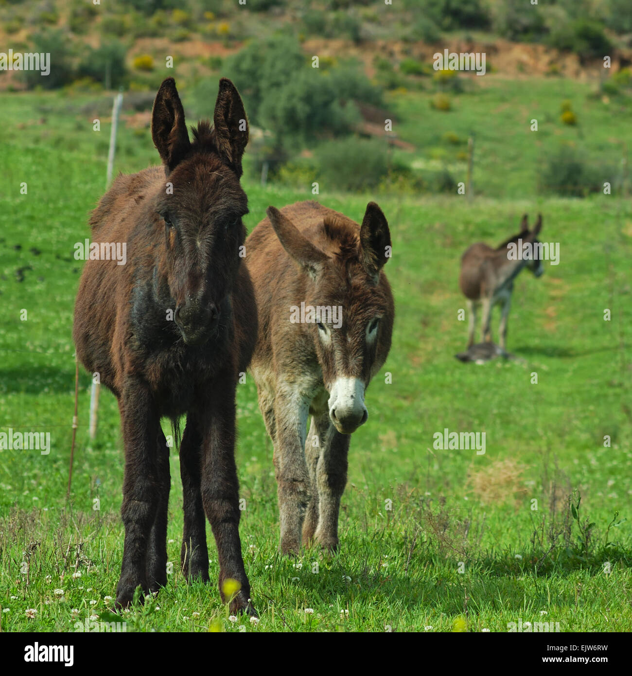 donkeys relaxing on a green field Stock Photo - Alamy
