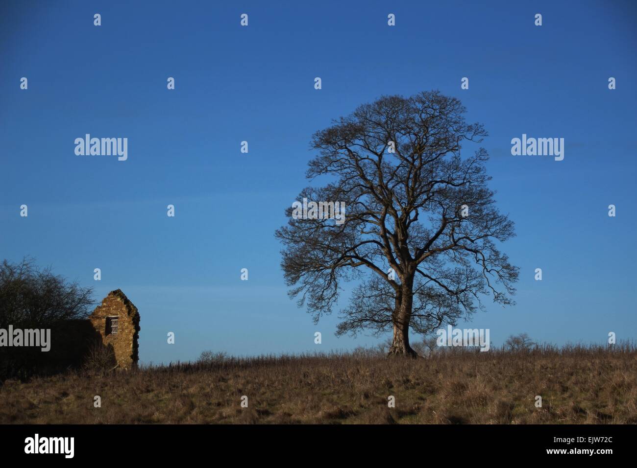 Tree with blue sky background Stock Photo - Alamy