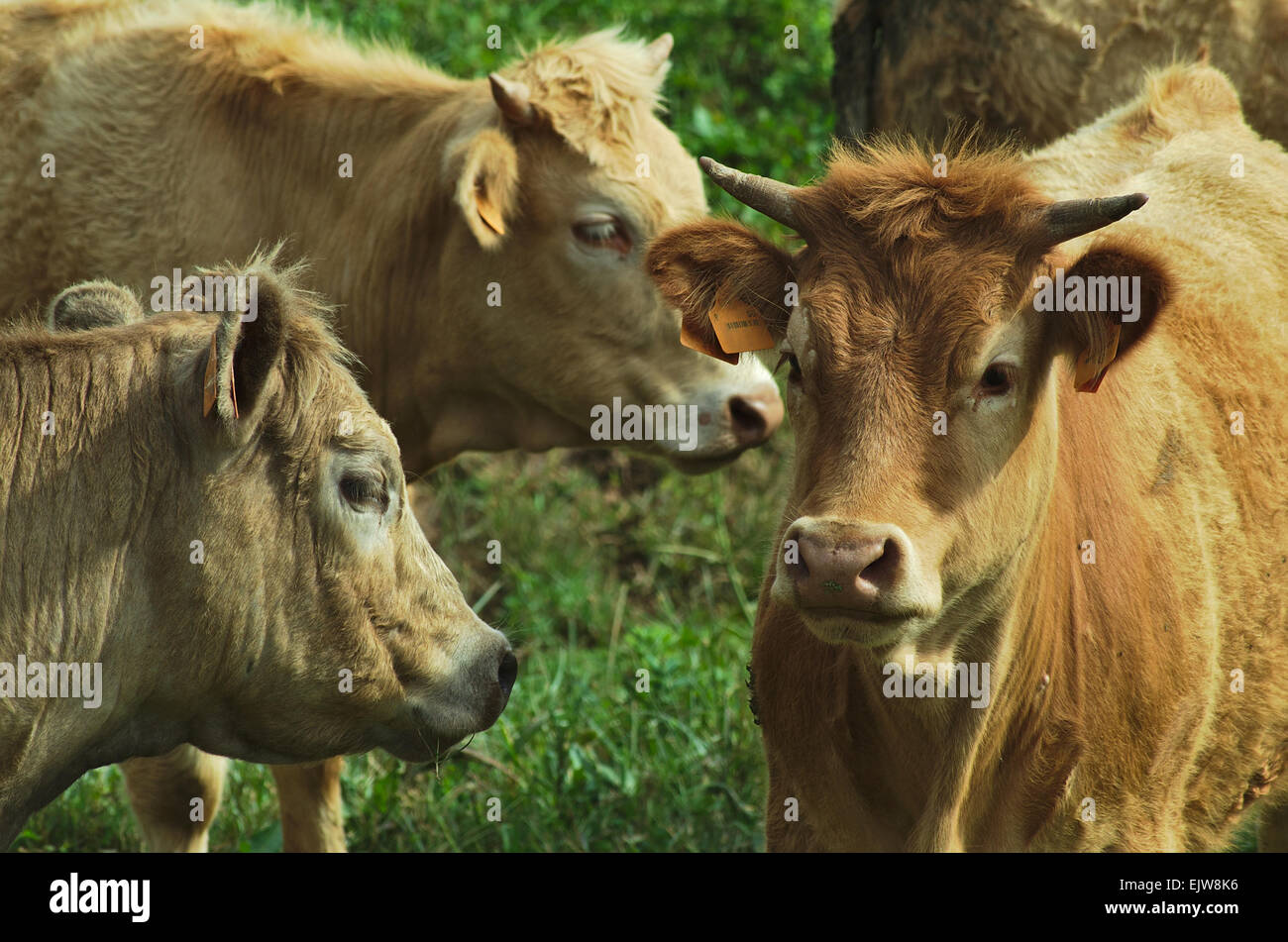Cows on a farm green field Stock Photo - Alamy
