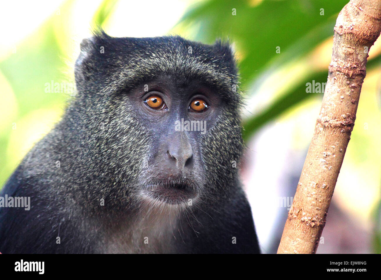 Portrait of a blue diademed monkey, Cercopithecus mitis, between the ...
