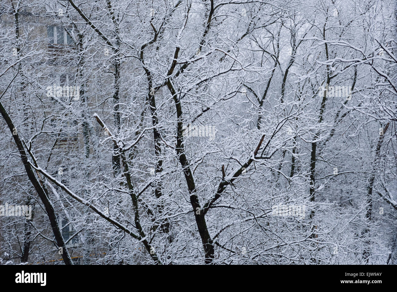 winter trees background Stock Photo - Alamy