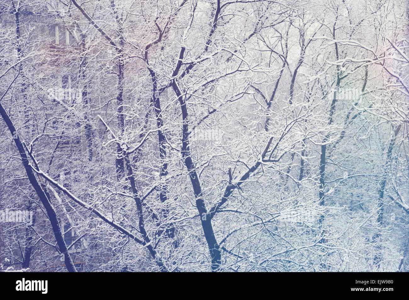 winter trees background Stock Photo - Alamy