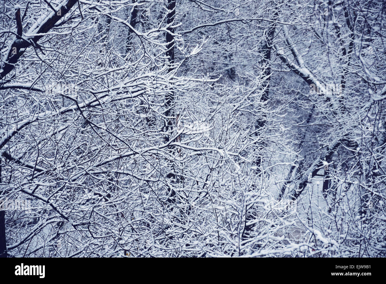 winter trees background Stock Photo - Alamy