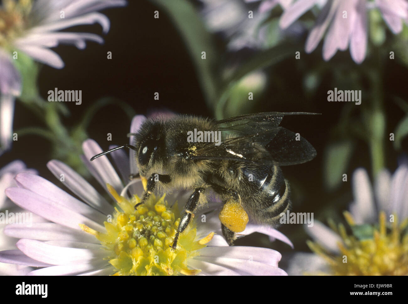 Honey bee apis mellifera hi-res stock photography and images - Alamy