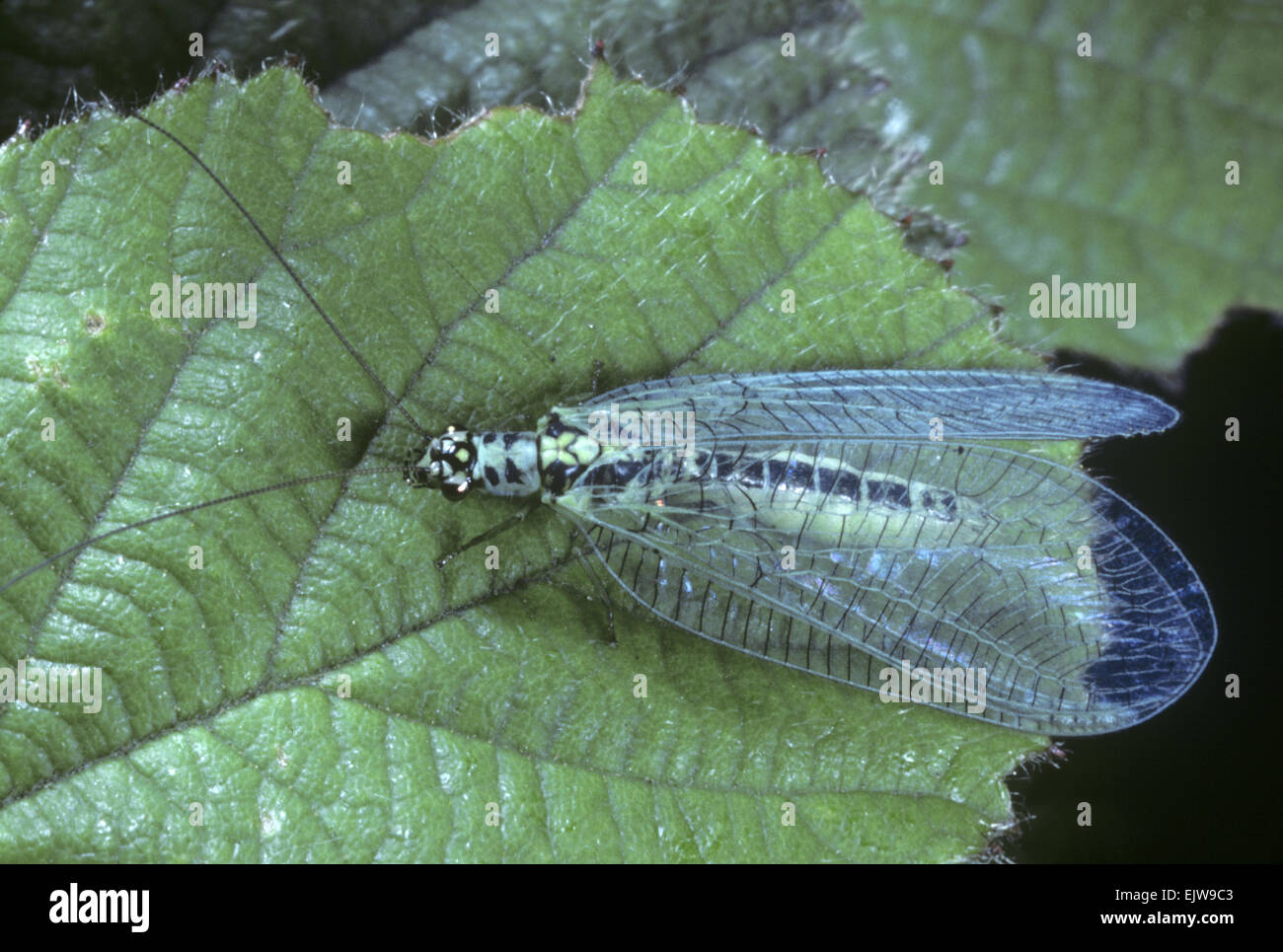 Chrysopa septempunctata hi-res stock photography and images - Alamy