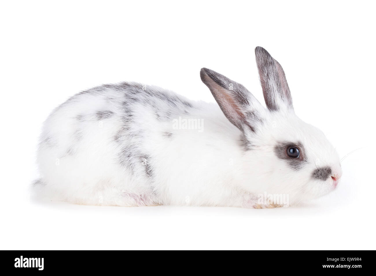 Small rabbit. Isolated on white background Stock Photo - Alamy