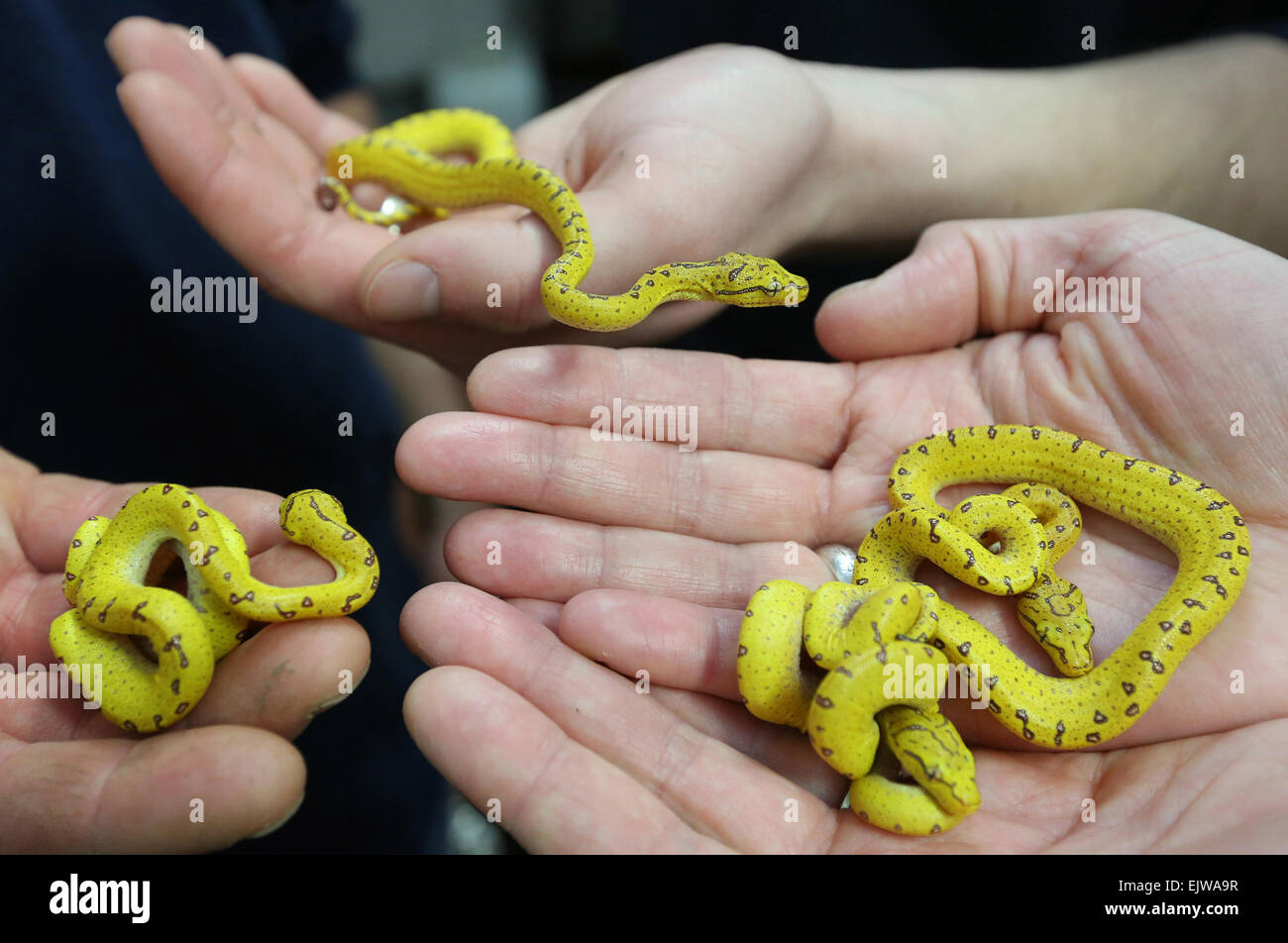 Green tree python eggs hi-res stock photography and images - Alamy