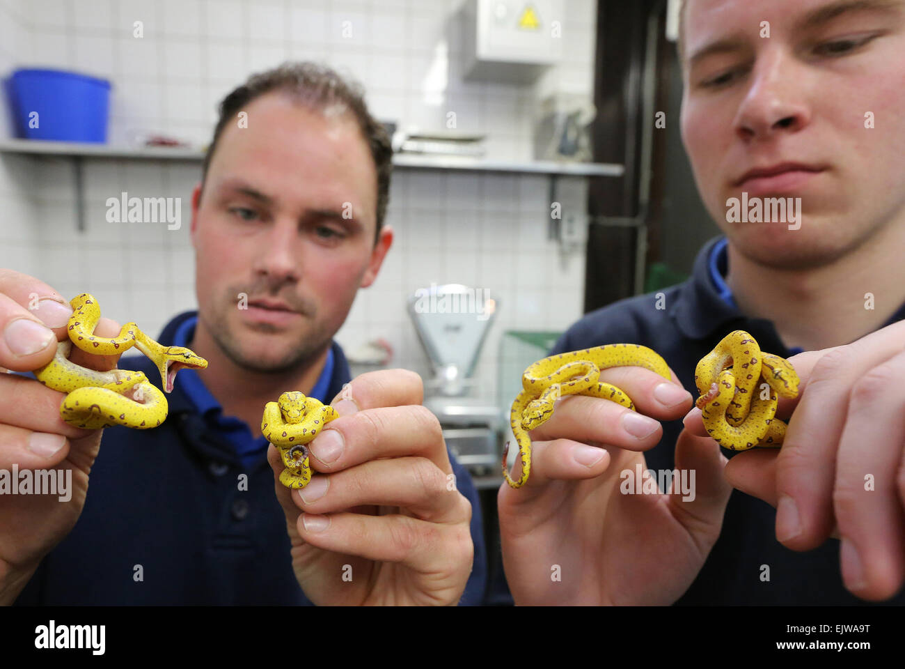 Green tree pythons hi-res stock photography and images - Alamy