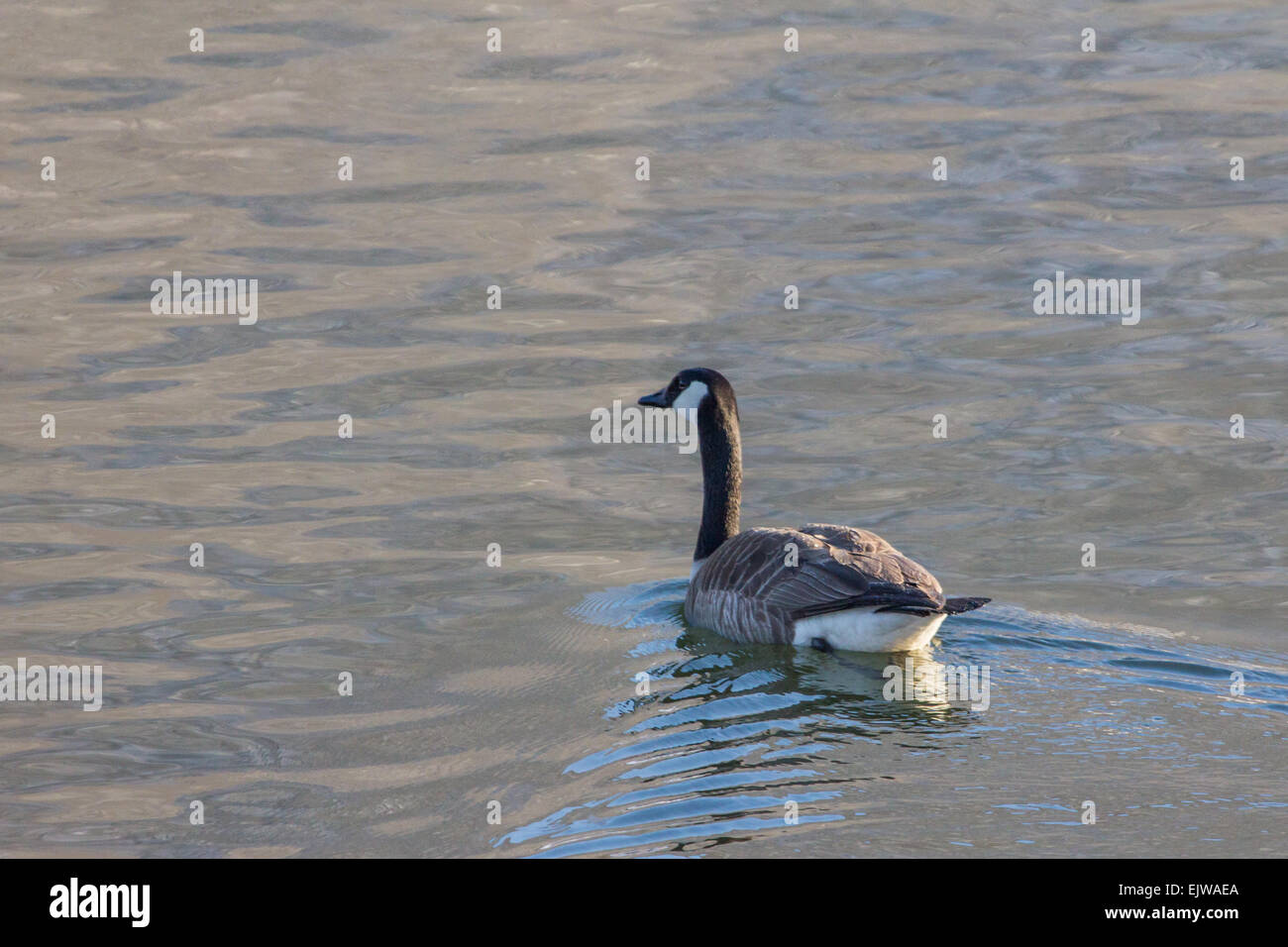 A lone Canada goose creates a v-shaped wake on a lake Stock Photo - Alamy