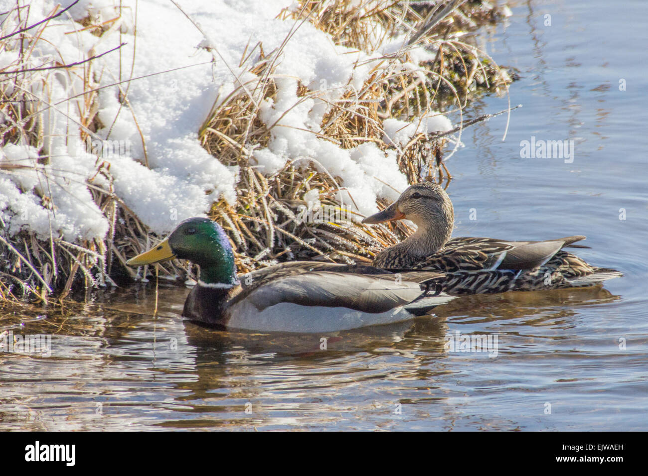 Waiting For The Thaw High Resolution Stock Photography and Images - Alamy