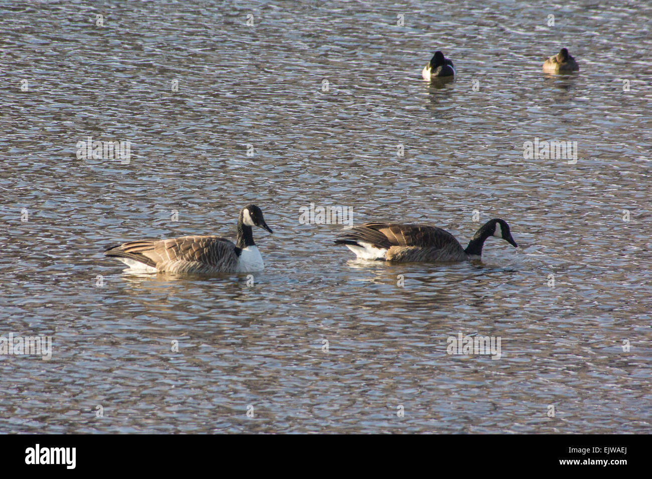 A pair of Canada geese float in front of a pair of Ringneck ducks Stock ...