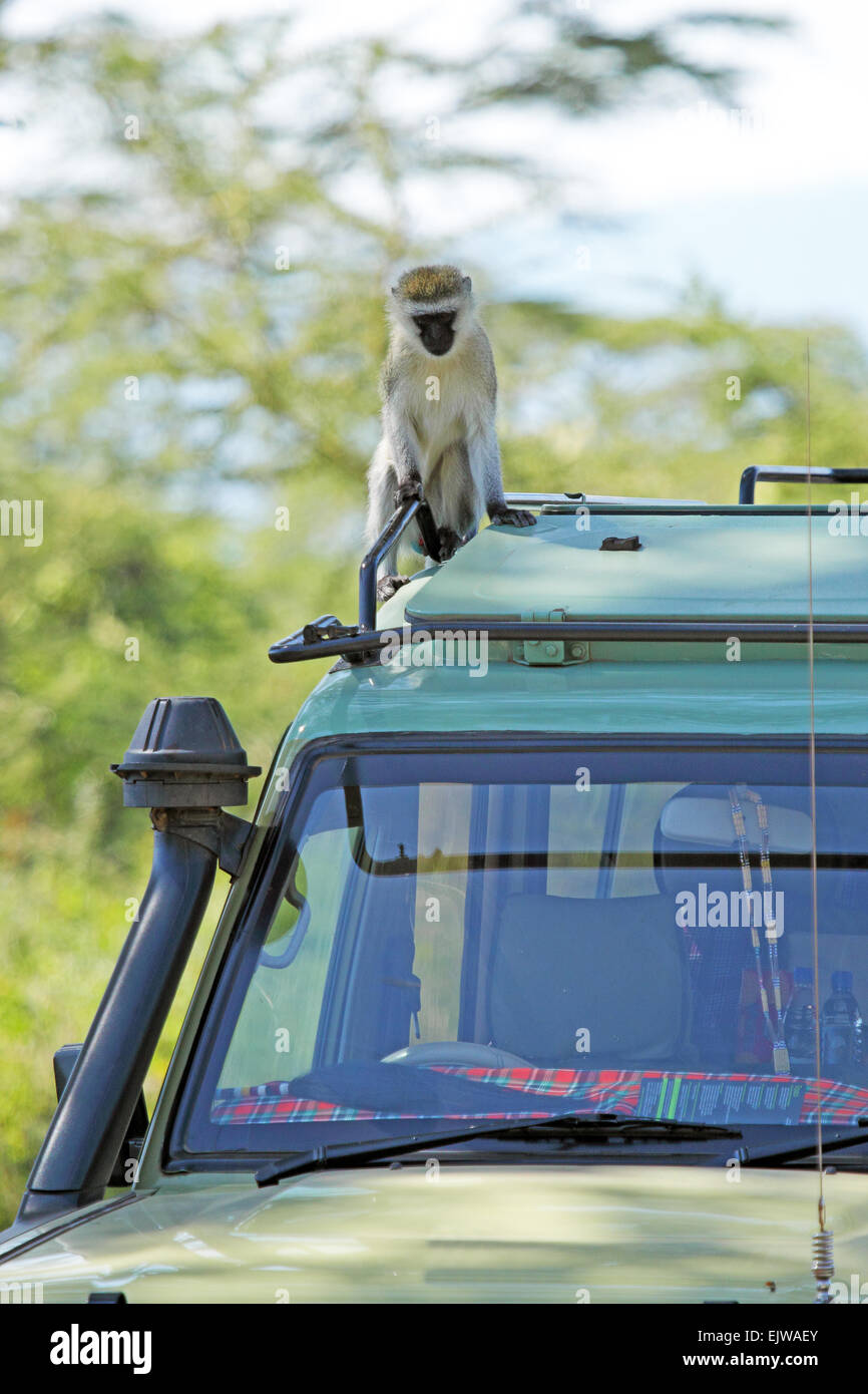 Monkey by car hi-res stock photography and images - Alamy