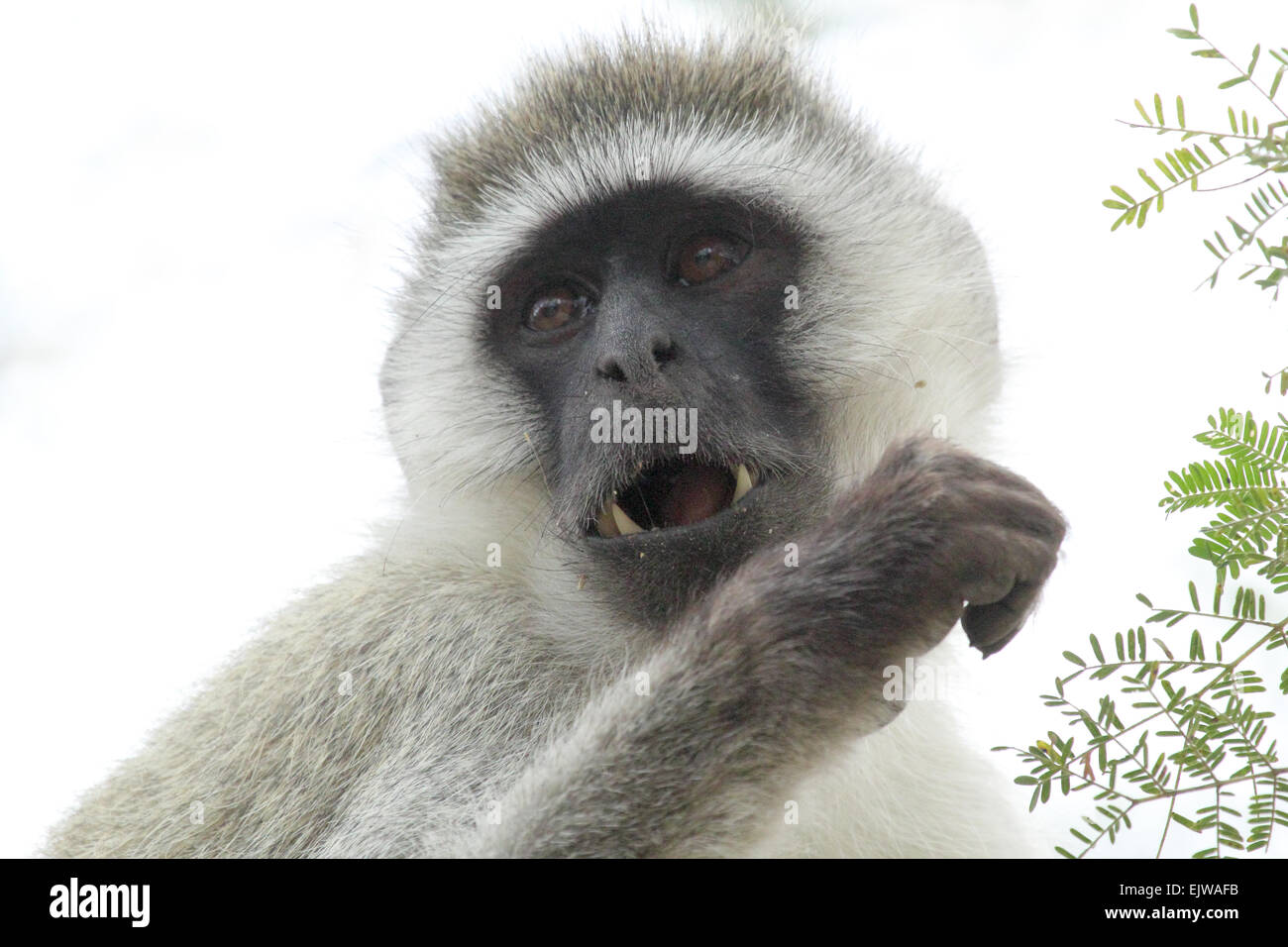 Dark Grey Background Monkey